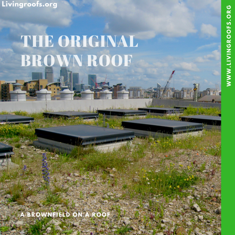 Biodiversity and green roofs - green roof service in action