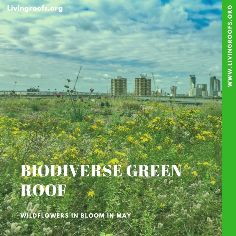 Biodiversity and green roofs - green roof service in action
