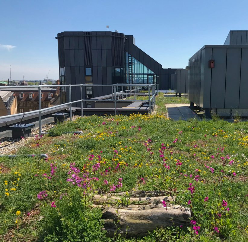 David Attenborough Building and Cambridge green roof policy
